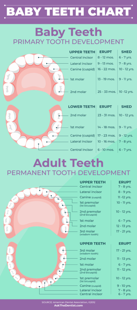 What Baby Teeth Do You Lose: A Comprehensive Guide - Mammy Cares