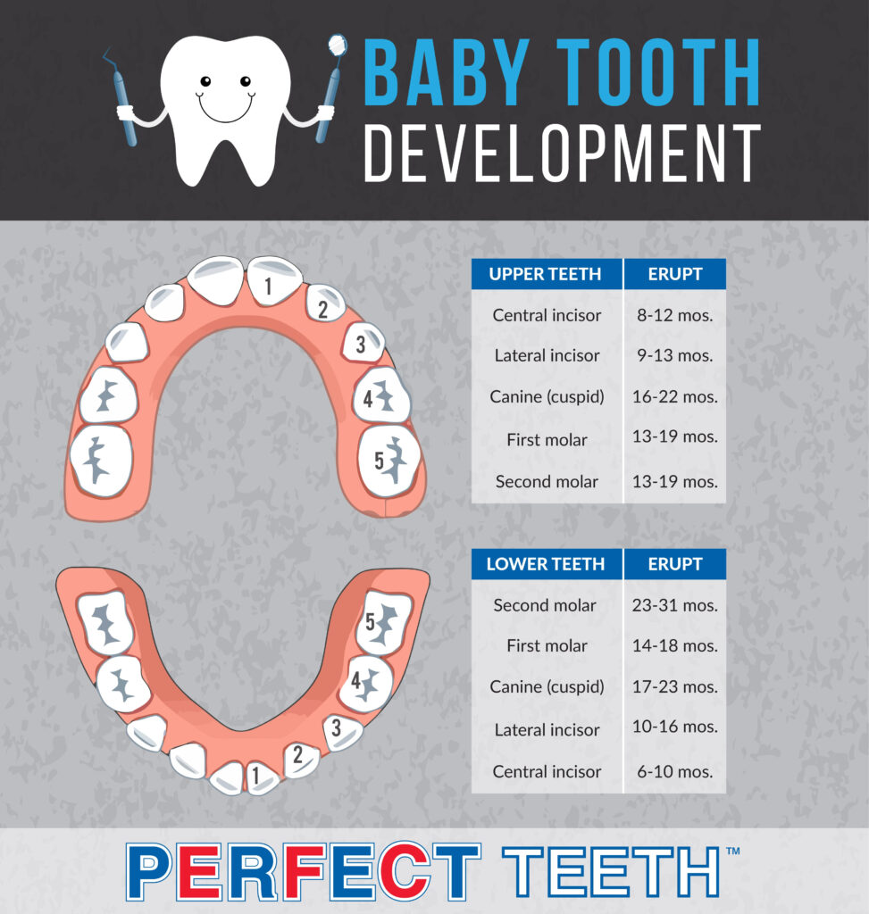 When Do You Lose Baby Teeth: The Complete Guide - Mammy Cares