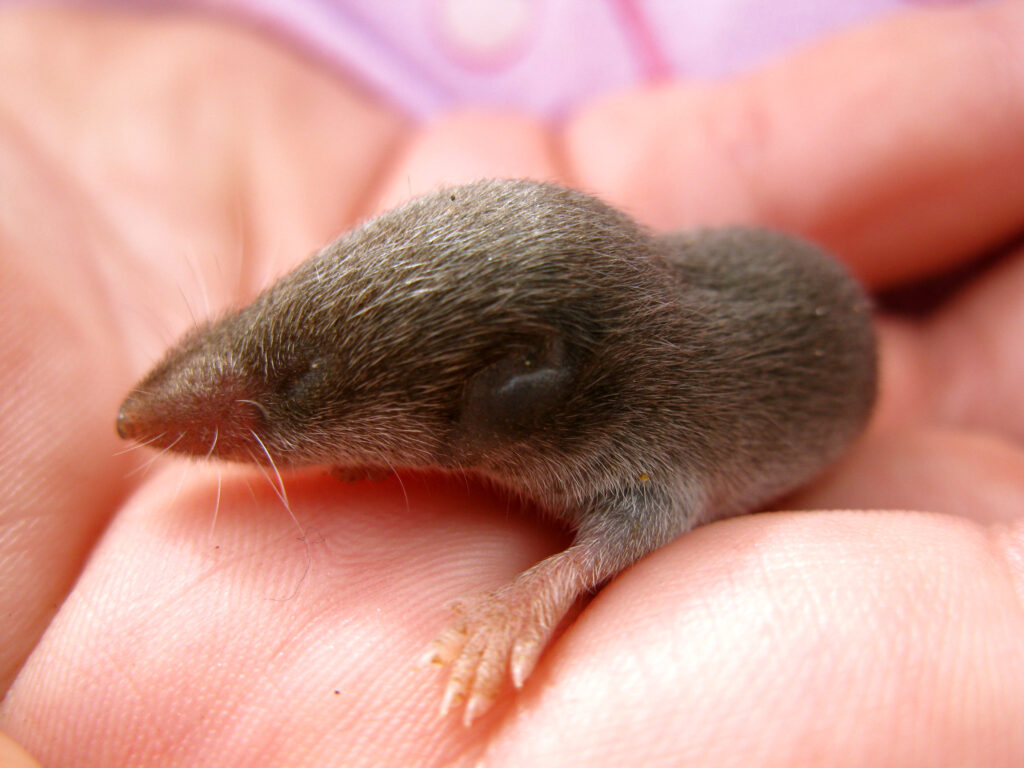 What Does A Baby Mole Look Like: A Detailed Guide - Mammy Cares